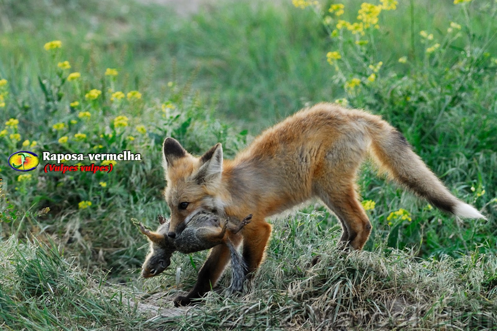 Zoologia: Raposa-vermelha (Vulpes vulpes)